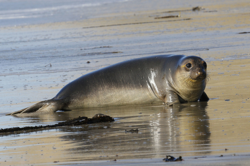 Earless Seals from San Mateo, California, United States on November 16 ...