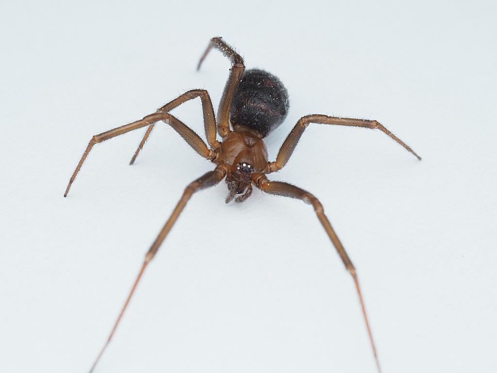 False Widow Spiders from Kaeo, New Zealand on October 26, 2019 at 04:53 ...