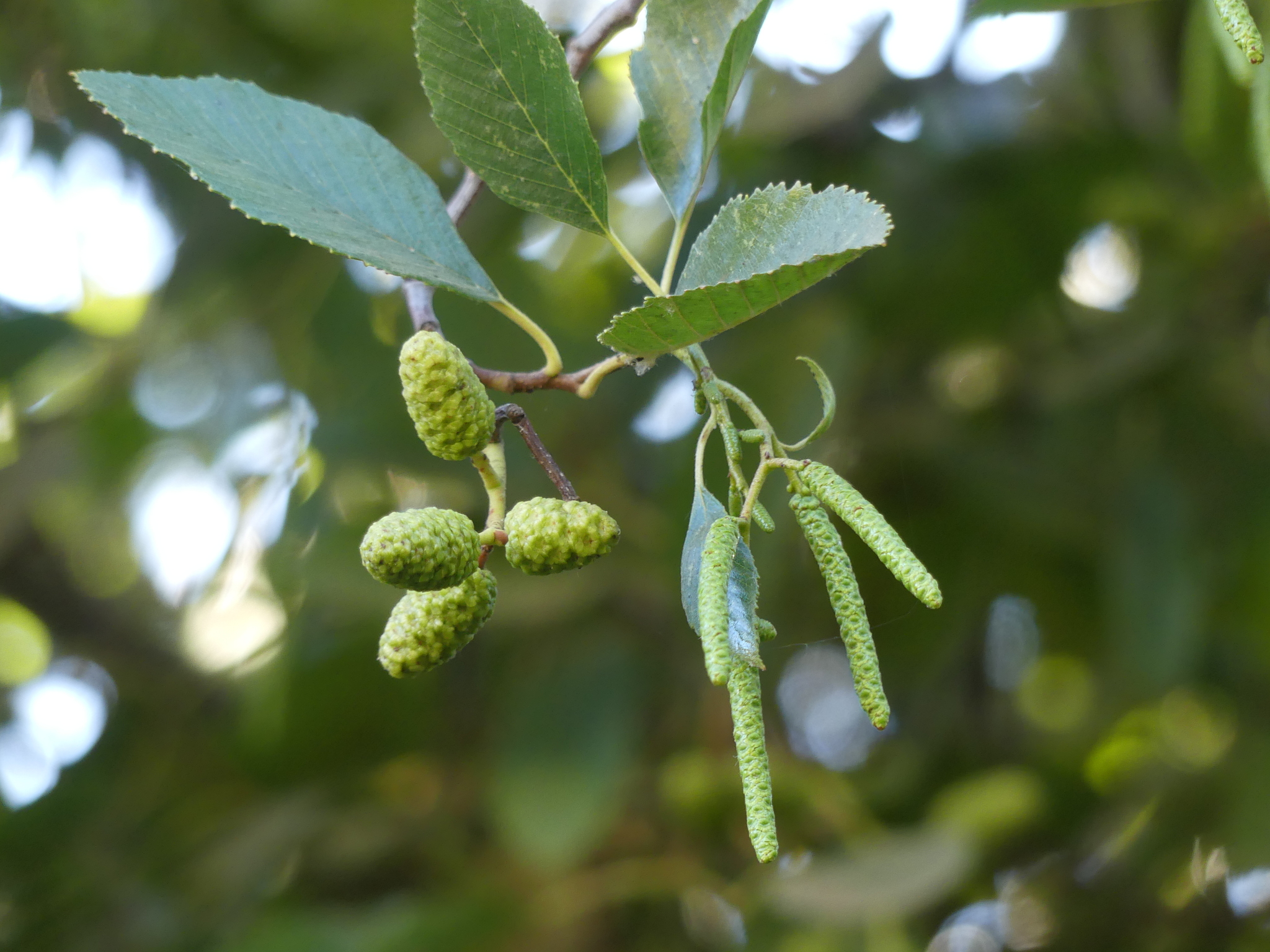 Alder Tree Pods White Alder (Alnus Rhombifolia) · INaturalist