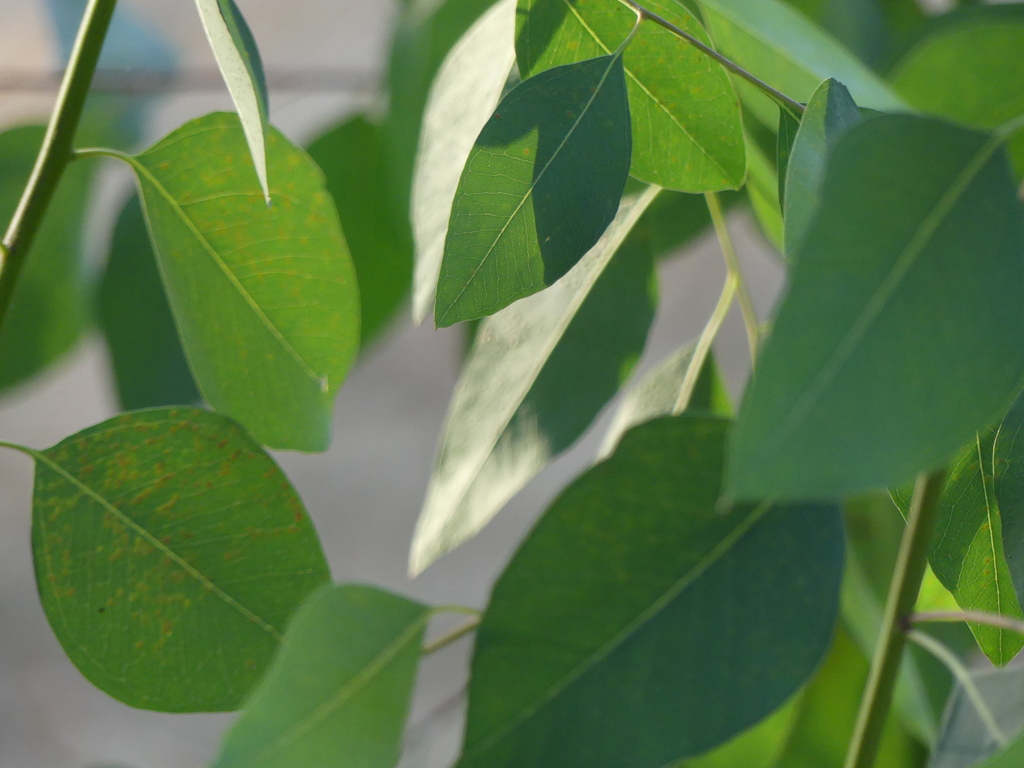 gum trees (Eucalypteae) - Botanical Realm