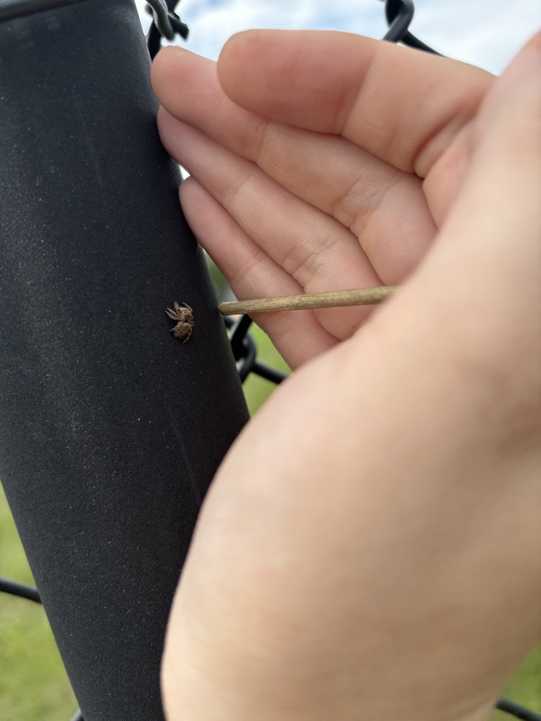 Grayish Jumping Spider from Cardinal Run Park South, Lexington, KY, US ...