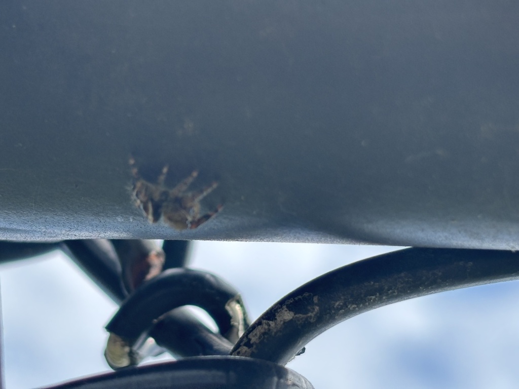 Bold Jumping Spider from Cardinal Run Park South, Lexington, KY, US on ...