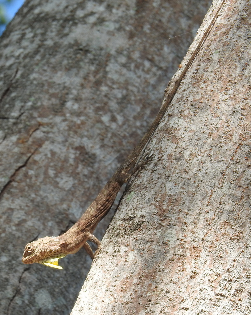Timor Flying Dragon from Maliana Pousada, Maliana on October 31, 2016 ...
