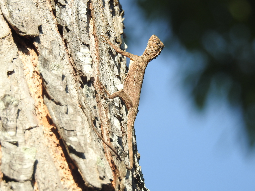 Timor Flying Dragon (Draco timoriensis) - Snakes and Lizards