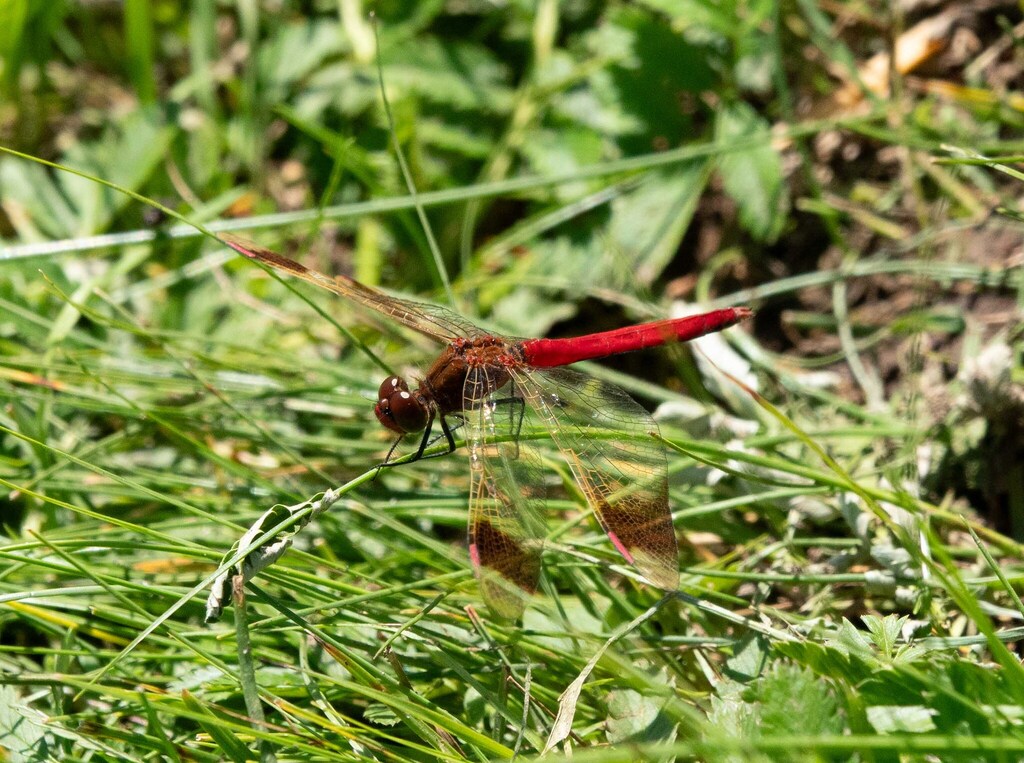 Banded Darter from Bayandelger, Töv, Mongolia on August 8, 2025 at 10: ...