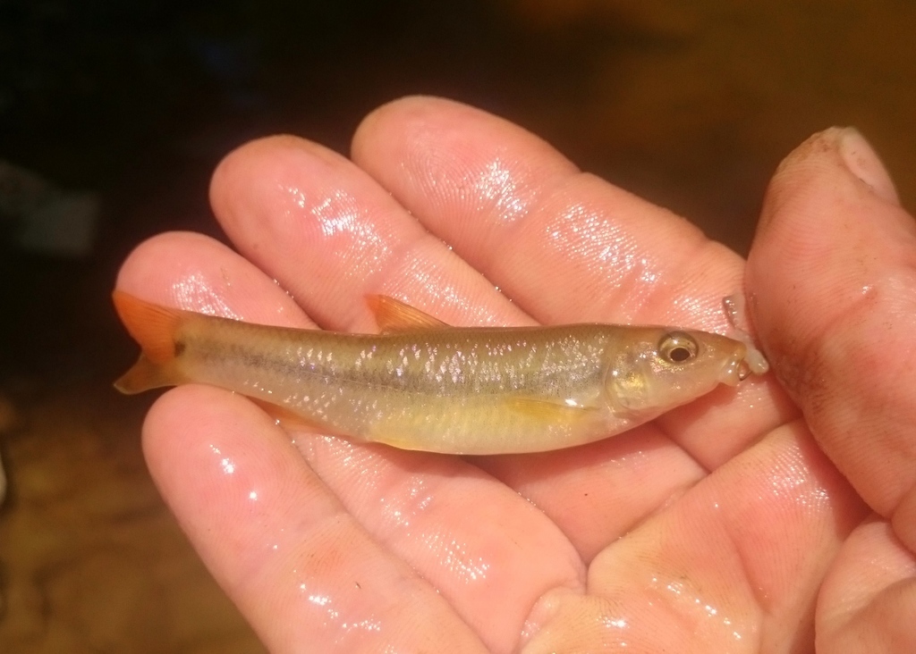 Cutlip Minnow from Newington, VA, USA on July 16, 2017 at 01:17 PM by ...