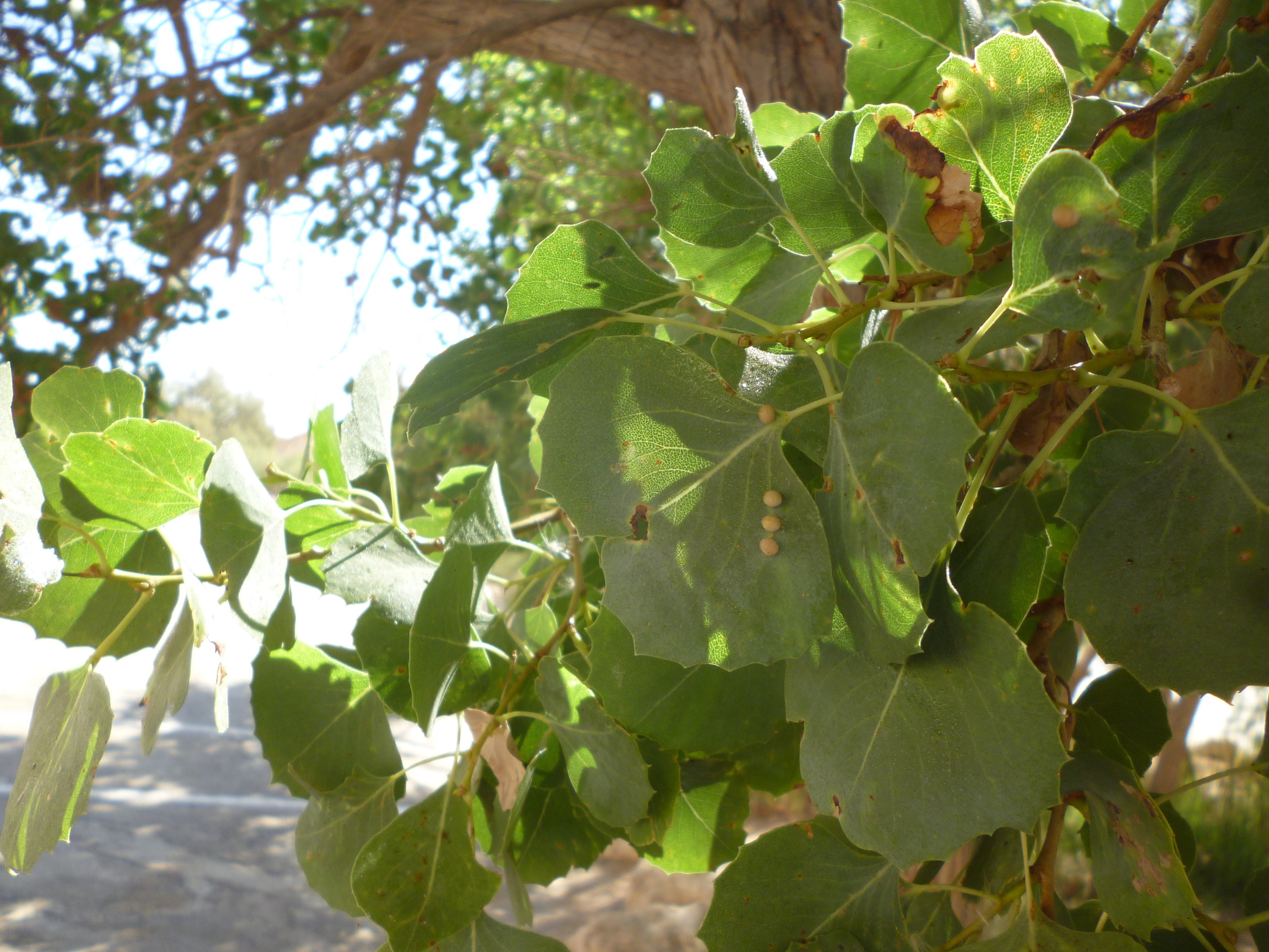 Populus euphratica Olivier