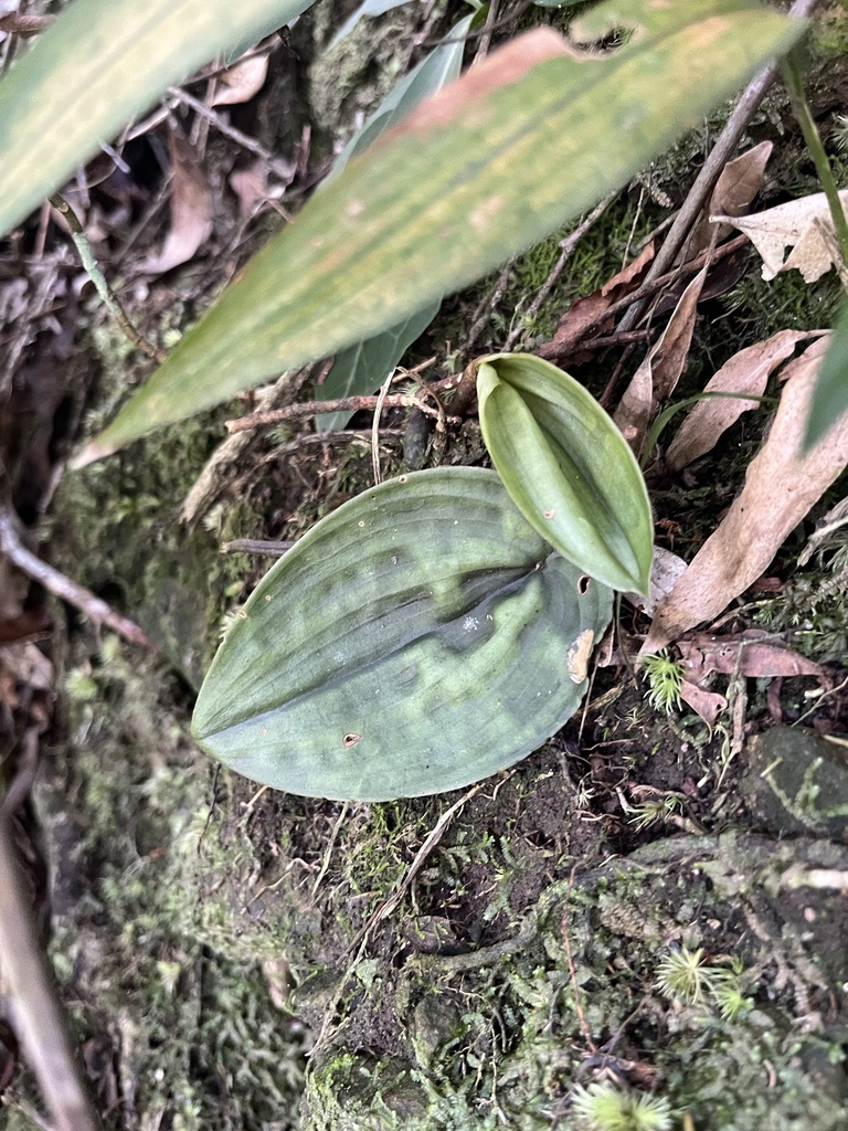 heart-shaped leaf tainia in August 2025 by dd1003960136 · iNaturalist