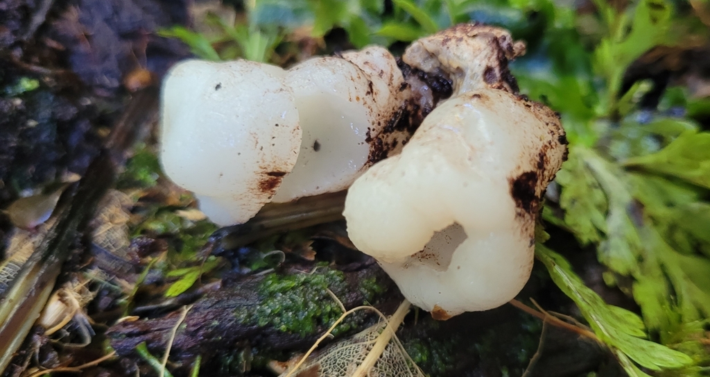 Psilocybe weraroa in August 2025 by gabfield. Immature? · iNaturalist