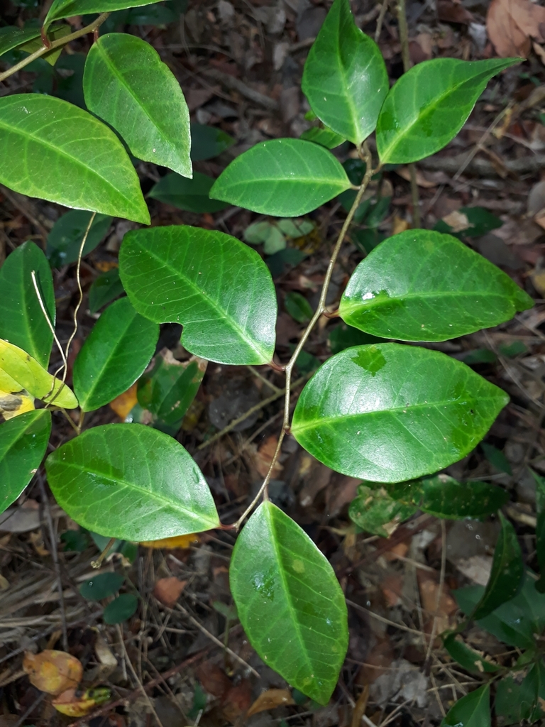 Embelia from Moonee Beach NSW 2450, Australia on September 26, 2019 at ...