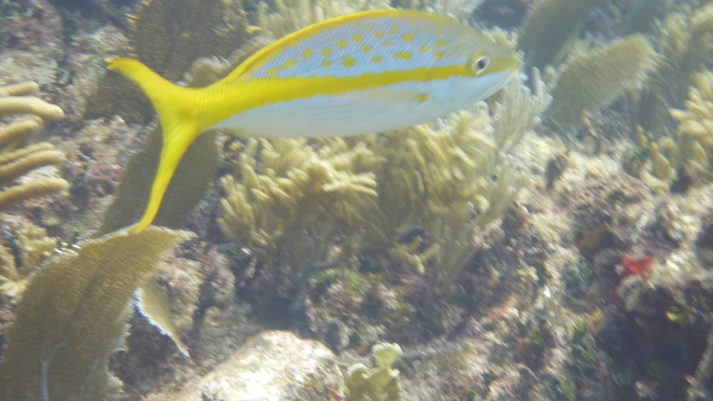 Yellowtail Snapper from Ambergris Caye, Belize on September 08, 2011 at ...