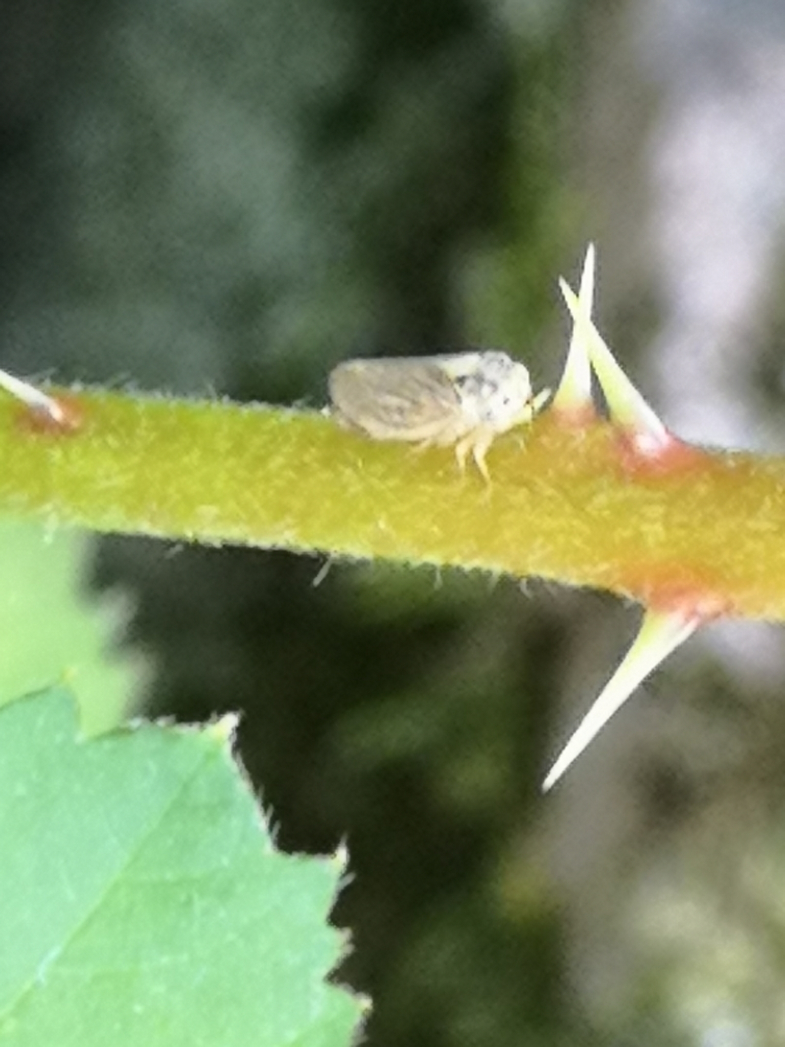 Macropsis scotti | Insect Vectors of Plant Disease