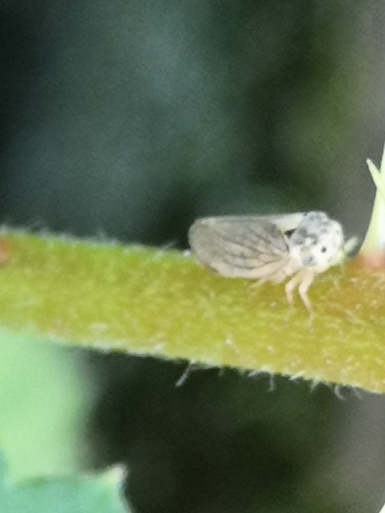 Macropsis scotti | Insect Vectors of Plant Disease