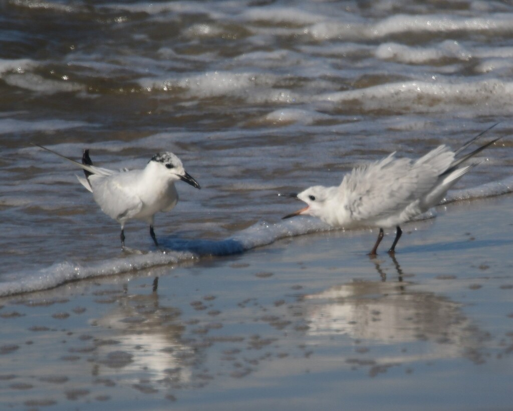 Gull-billed Tern from Cameron, LA 70631, USA on August 17, 2025 at 09: ...