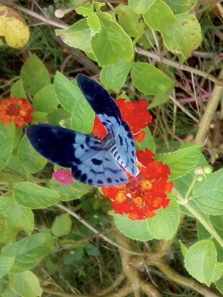 Blue Tiger Moth from Kattangal on November 1, 2019 by yaminikrishnan ...