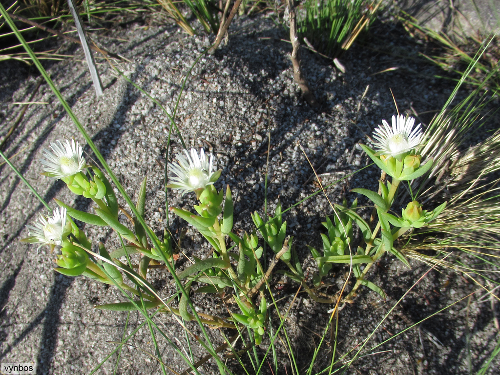 Mtamvuna River Sheepfig (Delosperma pondoense) - Botanical Realm