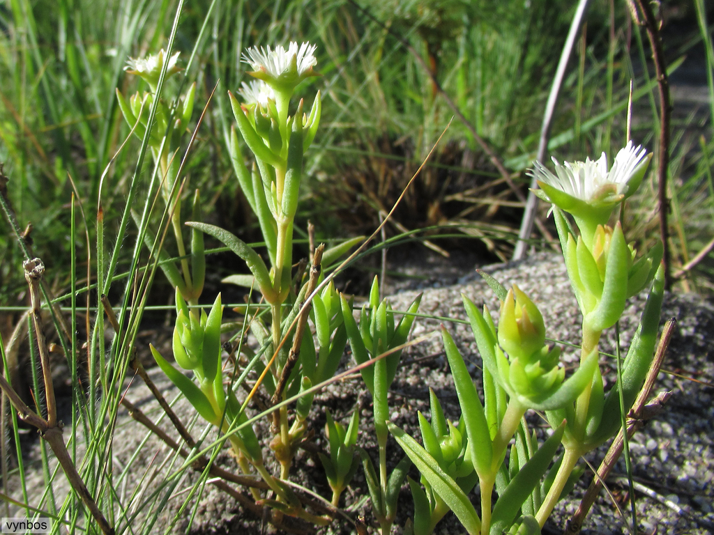 Mtamvuna River Sheepfig (Delosperma pondoense) - Botanical Realm