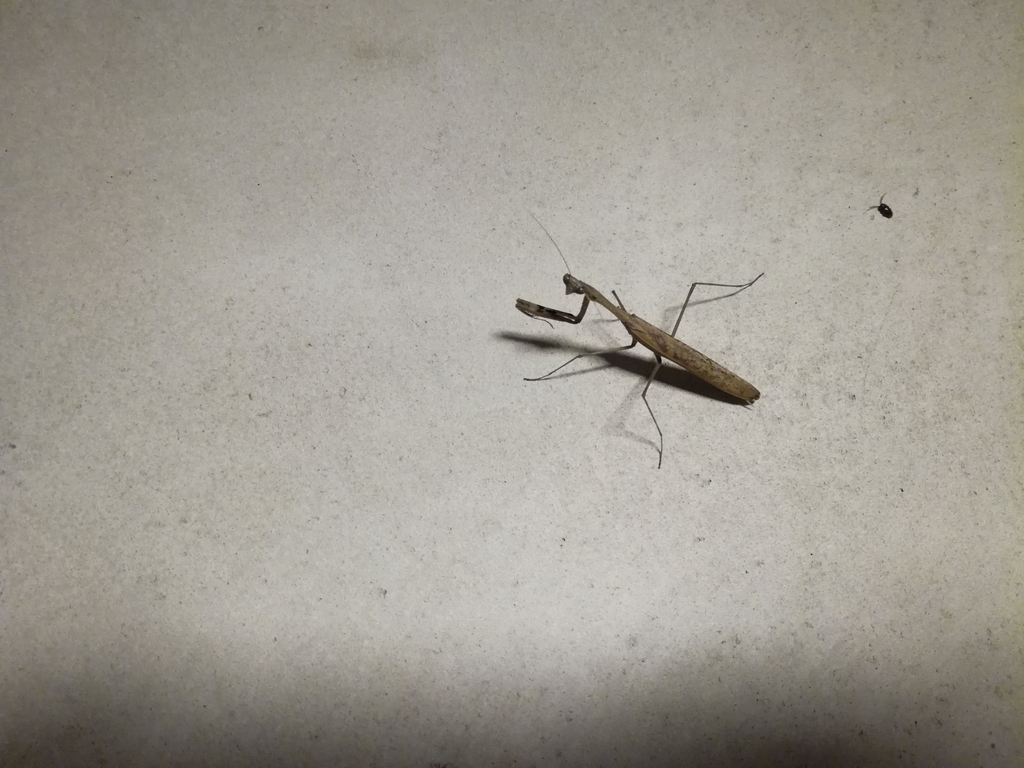 Asian Jumping Mantis from Taitung, TW-TA, TW on November 01, 2019 at 10 ...