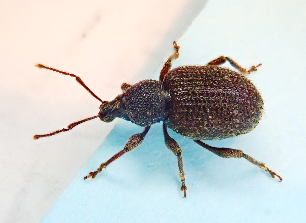Rough strawberry root weevil from Chesterfield County, VA, USA on ...