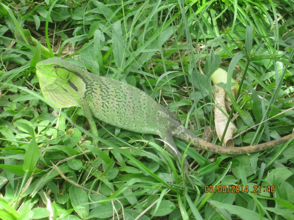 Boulenger's Monkey Lizard from Rio Branco - AC, Brasil on March 8, 2014 ...