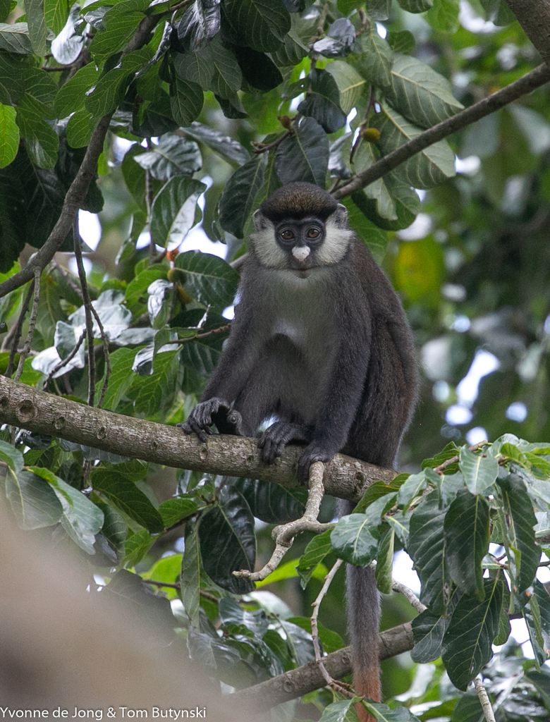 Schmidt's Red-tailed Monkey (Cercopithecus ascanius schmidti) - Know ...