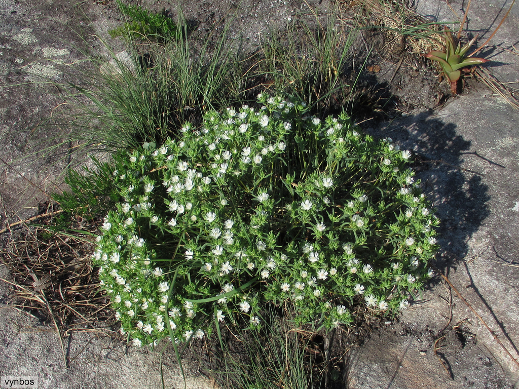 Mtamvuna River Sheepfig (Delosperma pondoense) - Botanical Realm