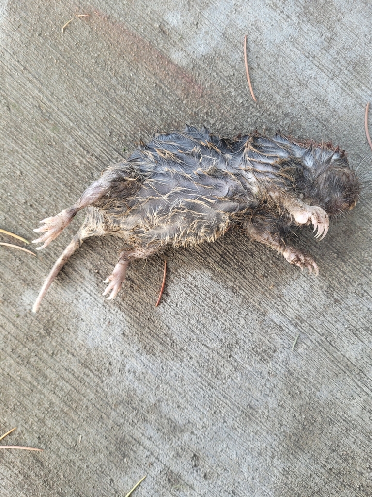 Botta's Pocket Gopher from North Redlands, Redlands, CA, USA on August ...
