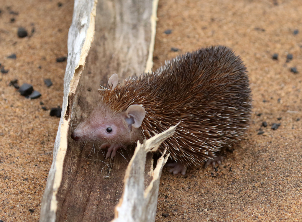 Lesser Hedgehog Tenrec (Echinops telfairi) - Know Your Mammals