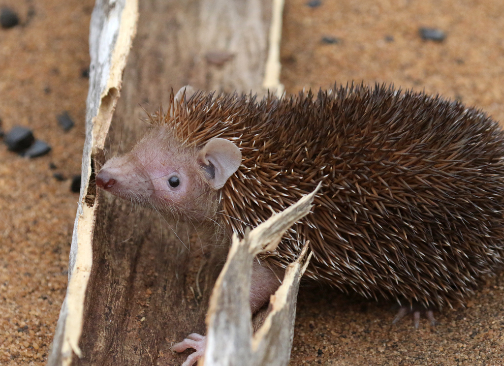 Tenrecs (Tenrecidae) - Know Your Mammals
