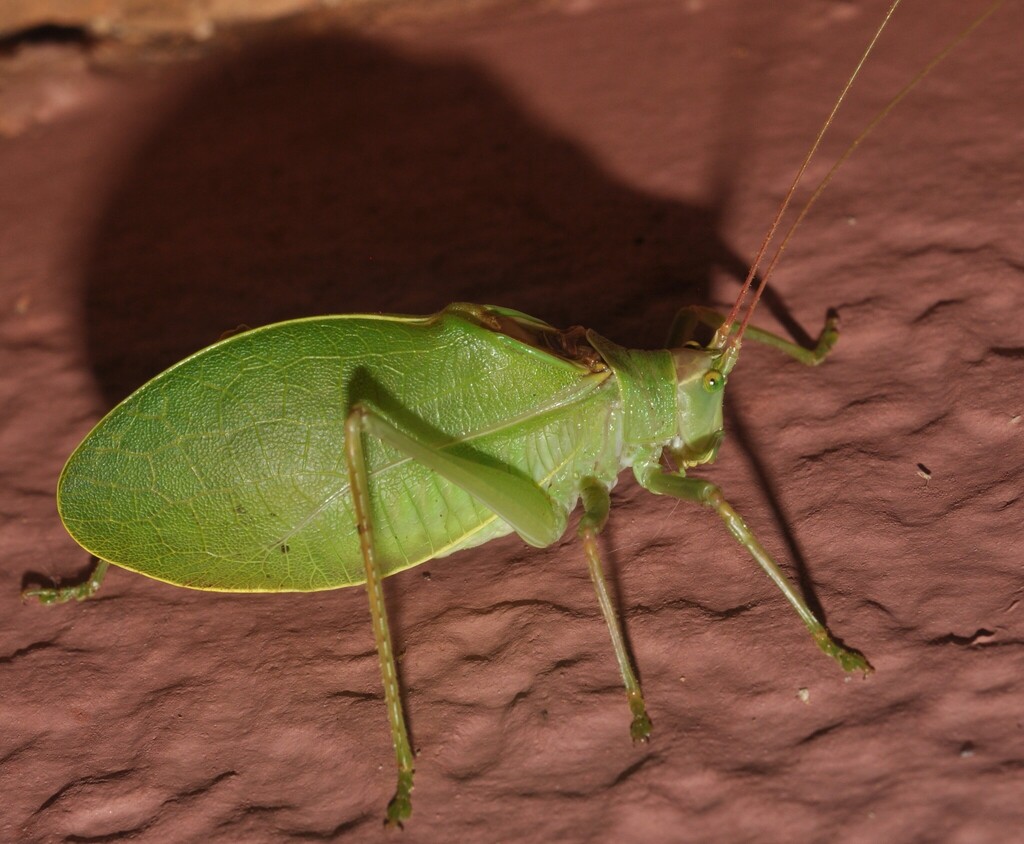 Common True Katydid from Little Biscuit Mini Farm, Washington County ...