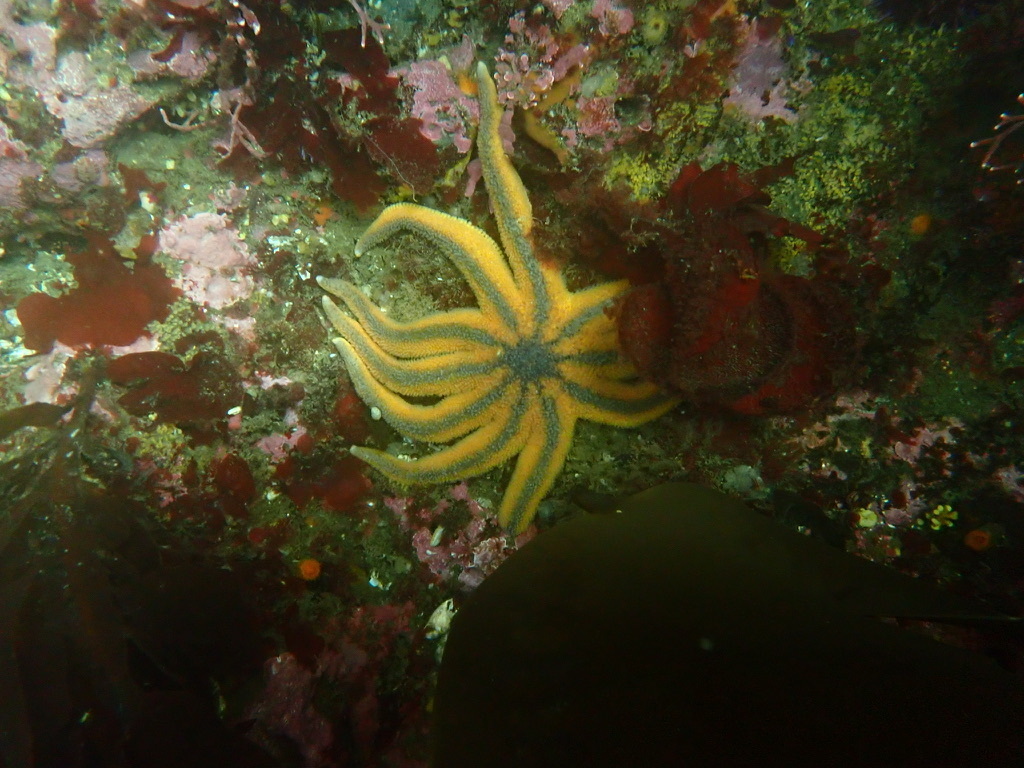 Striped Sun Star from Clallam County, WA, USA on August 10, 2025 at 10: ...