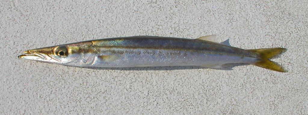 Northern Sennet from Washington County, RI, USA on August 31, 2010 by ...