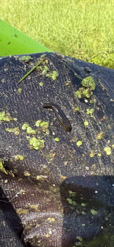 North American Medicinal Leech from Eighth Way N, Saint Petersburg, FL ...
