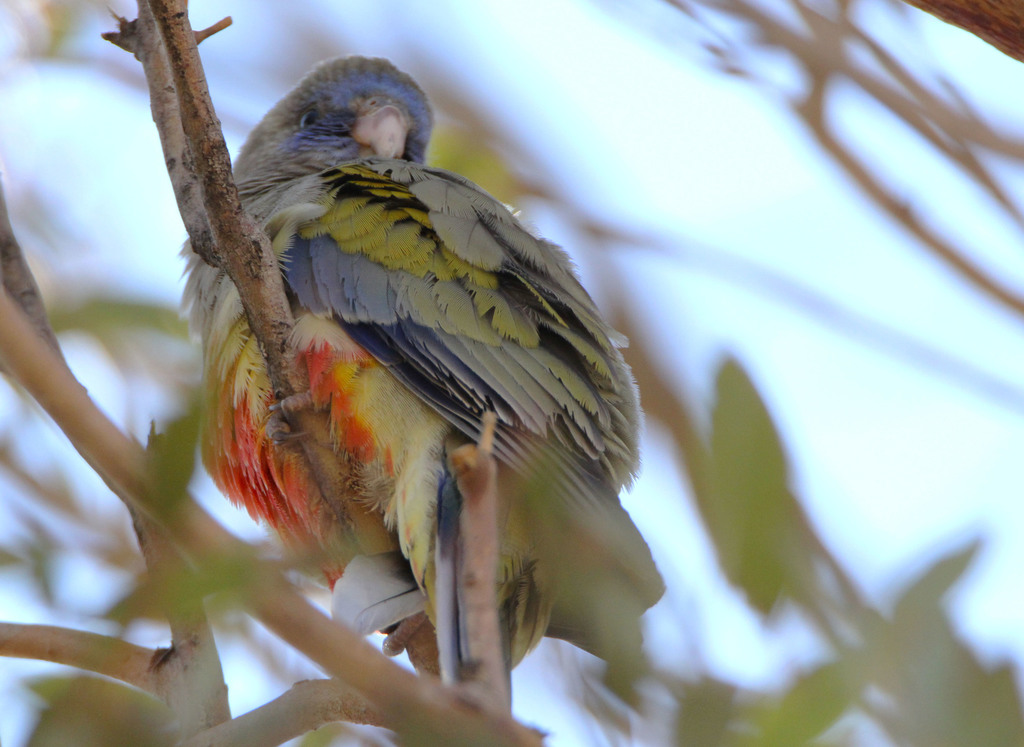 Eastern Bluebonnet (Northiella haematogaster) - Avian Discovery