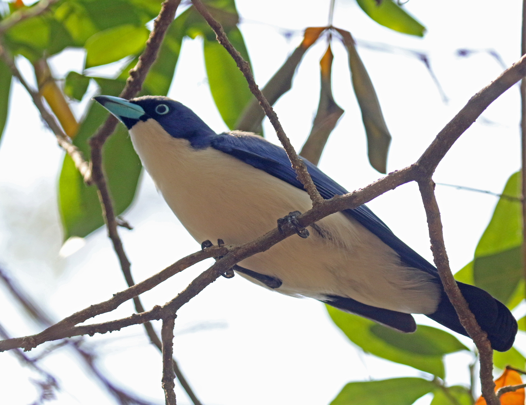 Blue Vanga from Sakaraha, Madagascar on October 02, 2019 at 11:24 PM by ...