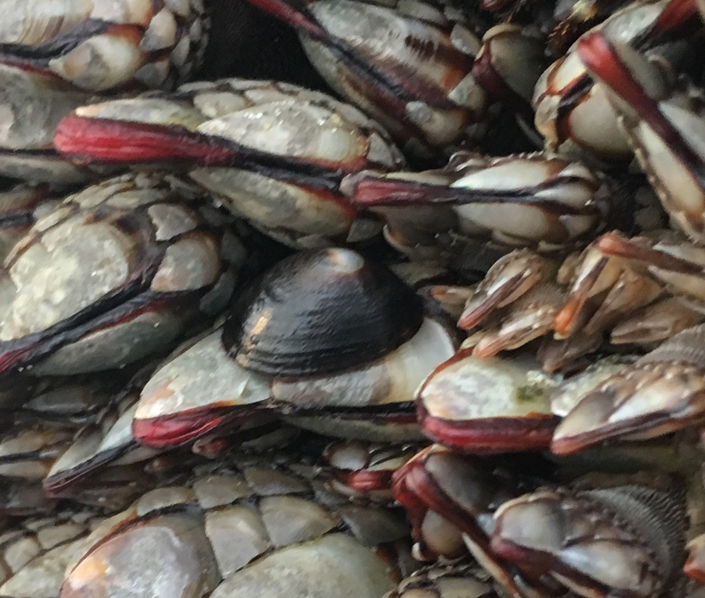 Black Limpet from 7722 Sandholdt Rd, , CA, US on November 15, 2016 at ...