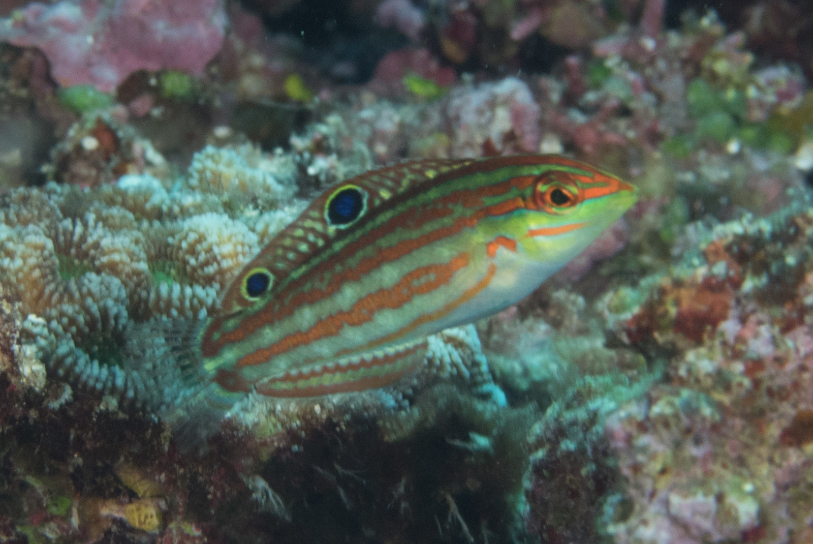 Halichoeres claudia Randall & Rocha, 2009