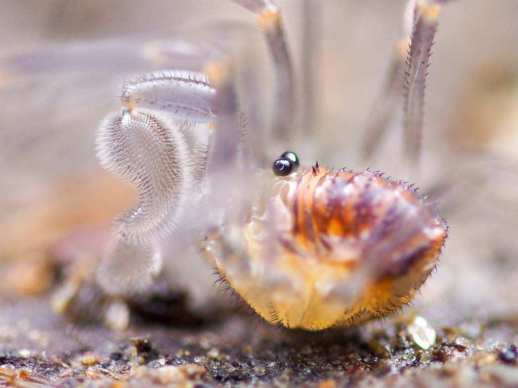 Sabacon from Lane County, OR, USA on September 28, 2019 at 07:32 PM by ...