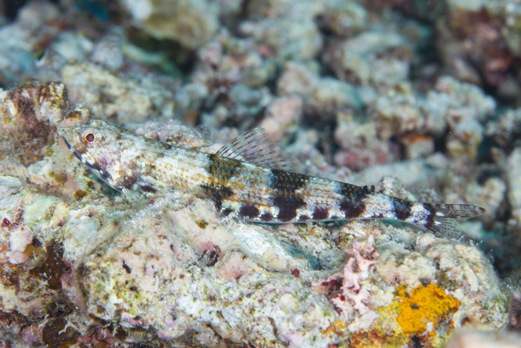 Clouded Lizardfish (Parsley Bay and Surrounds Fishes) · iNaturalist