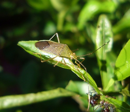 Dasynus antennatus · iNaturalist