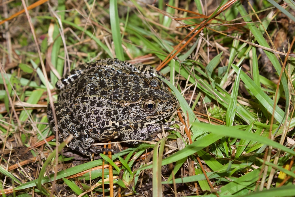 Dusky Gopher Frog in October 2019 by evangrimes. Wild adult male, found and handled with proper ...