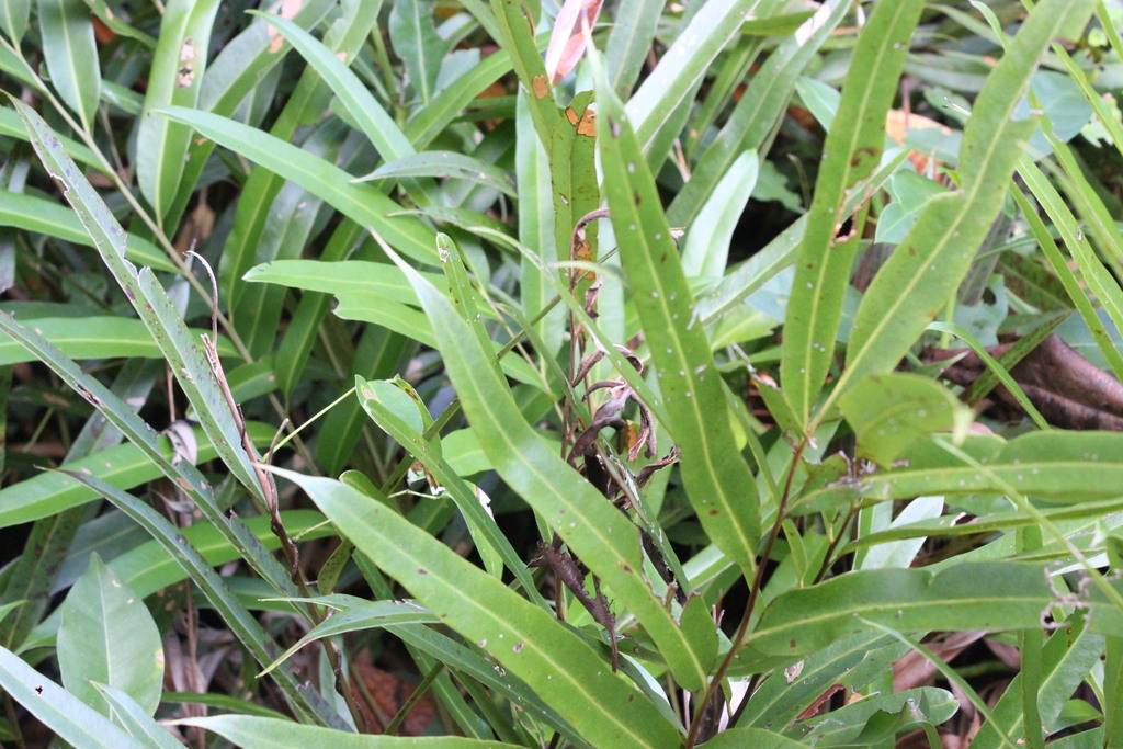 Mangrove Fern (Acrostichum speciosum) - Botanical Realm