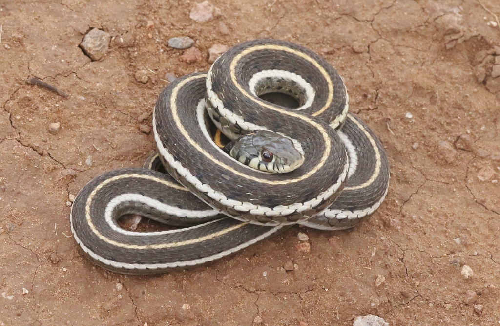 Western Blackneck Garter Snake (Snakes of the Texas and Oklahoma ...