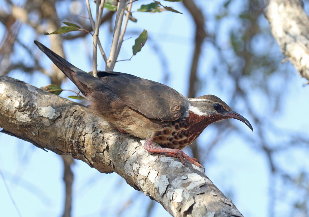 Mesites (Mesitornithidae) - Avian Discovery