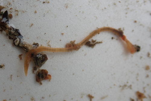 Chone aurantiaca · iNaturalist