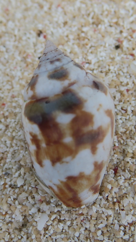 Euplica from Kiriwina Island, Papua New Guinea on September 20, 2018 at ...