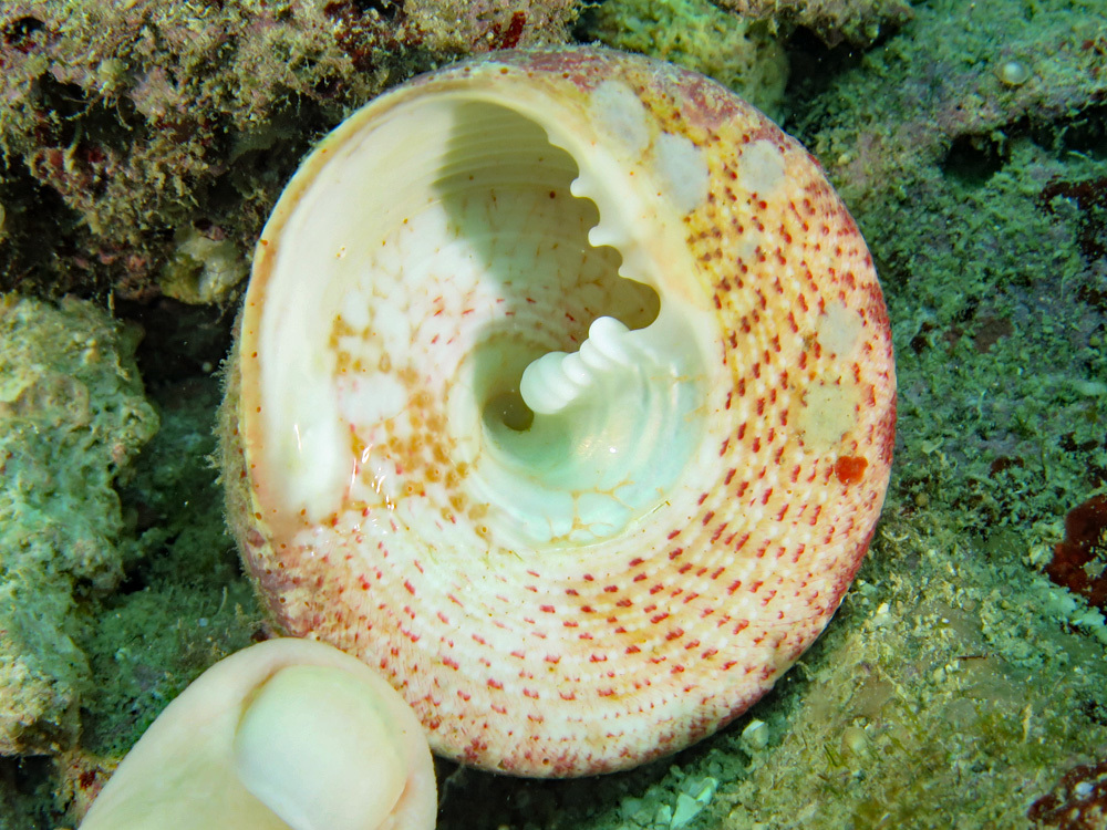 Trochus maculatus Linnaeus, 1758