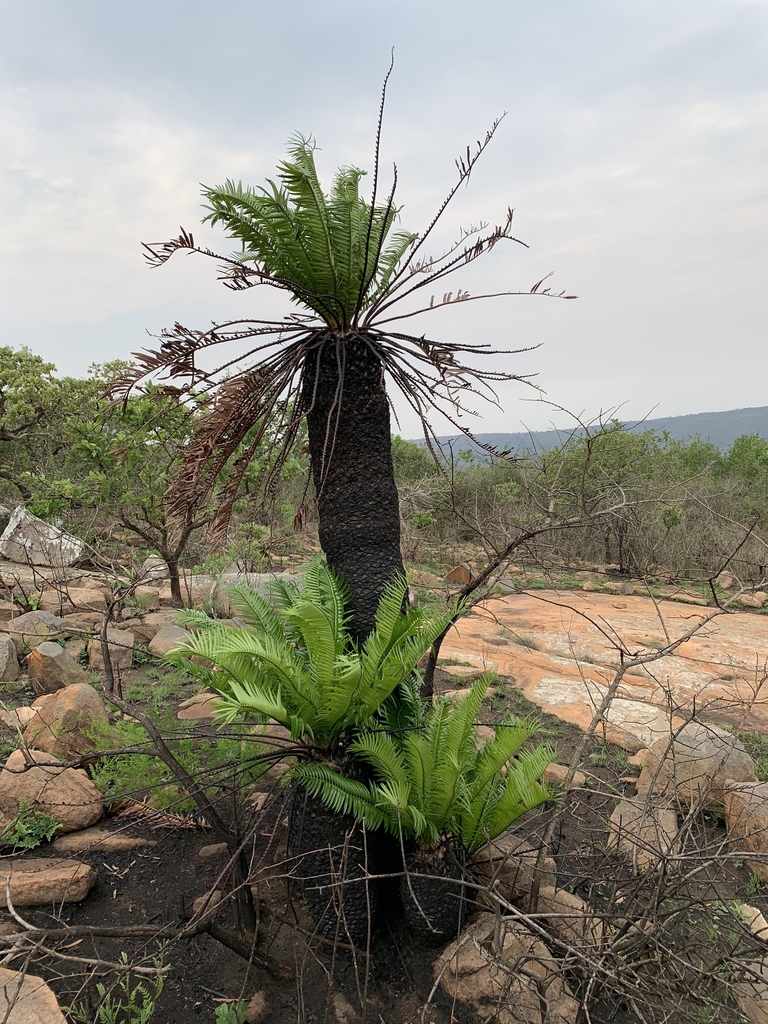 Piet Retief Cycad in October 2019 by Troos van der Merwe. Recently ...