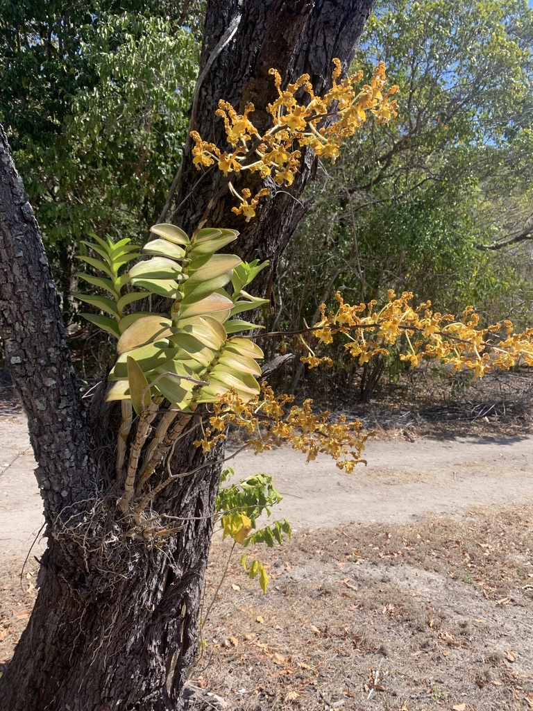 Golden Orchid in October 2019 by etlanden. Also known as durabaculum ...