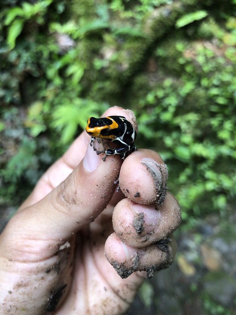 Red-headed Poison Frog in November 2019 by Sandro Ramirez · iNaturalist